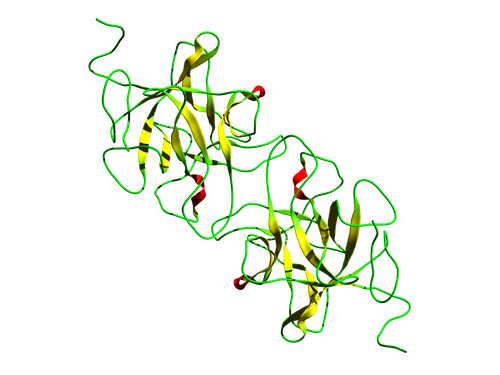 Die Wunderbeere im Porträt